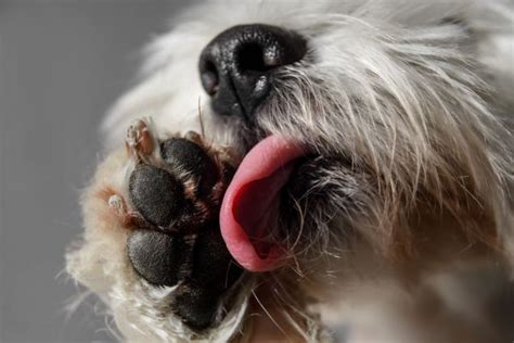 愛犬が自分の手前足を舐める理由｜どんな気持ち？やめさせる方法を紹介 Inunavi（いぬなび）