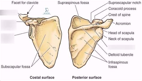 Diagram Of Scapula Quizlet