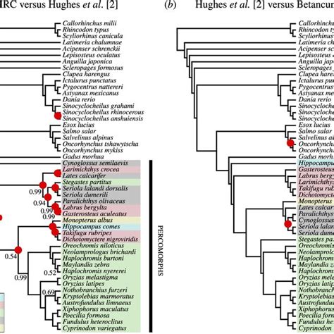 Time Calibrated Bayesian Phylogeny Of Actinopterygii Using A