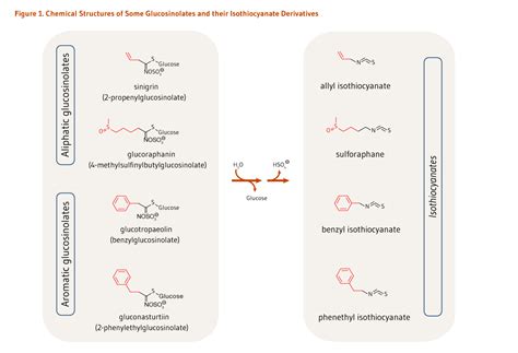 Isothiocyanates Linus Pauling Institute Oregon State University