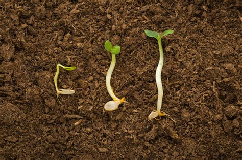 신선한 짙은 갈색 토양 배경에 씨앗이 있는 세 개의 녹색 호박 새싹 근접 촬영 하향식 보기 식물 개발 0명에 대한 스톡 사진 및 기타 이미지 Istock