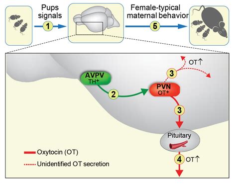 Sexually Dimorphic Behaviors Tali Kimchi S Lab