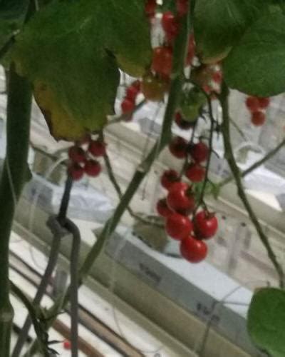 Tomato Detection Object Detection Dataset By Tomato Detection Scoe