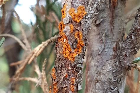 Cedar Quince Rust Missouri Environment And Garden News Article Integrated Pest Management