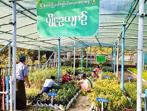 စလင်းမြို့ သန့်ရှင်းသာယာလှပစေရေးစည်ပင်သာယာရေးအဖွဲ့မှ ပန်းအလှပင်များ စိုက်ပျိုး Information And