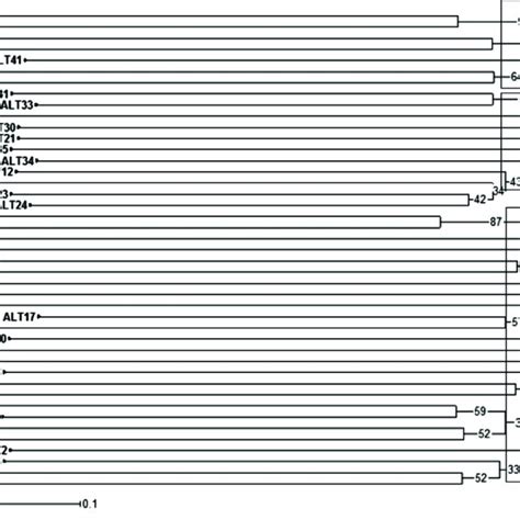 dendrogram of a alternata isolates based on rapd markers using upgma