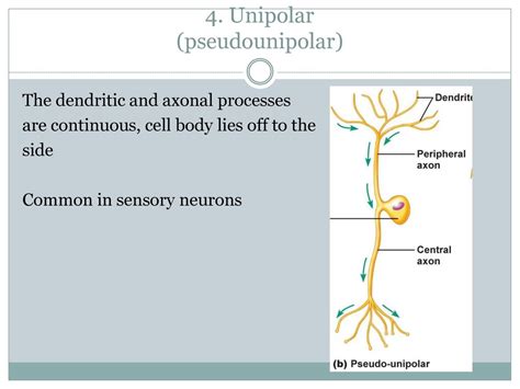 Nervous System Part I Ppt Download