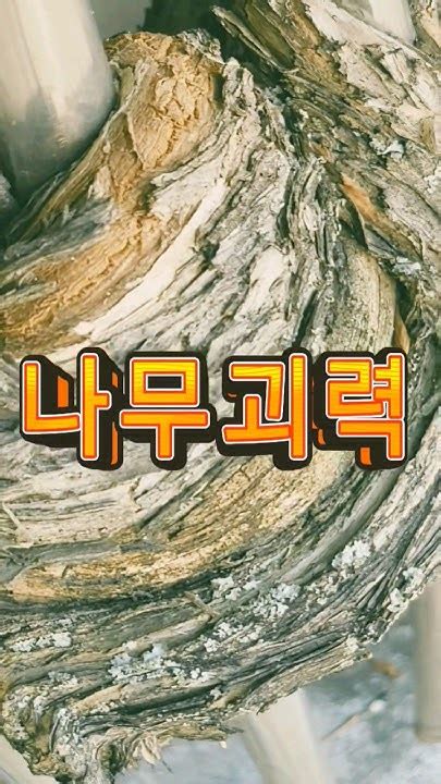철망을 휘감은 능소화 줄기 주변을 휘감는 괴력을 가졌어요 능소화덩굴 Youtube