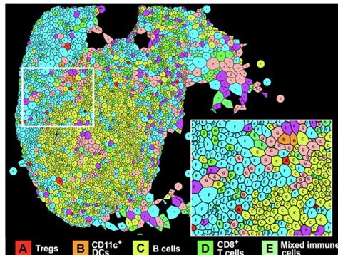 How To Fill The Picture With Define Color Based On The Cell Type In R