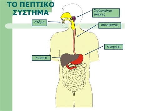 το πεπτικο συστημα
