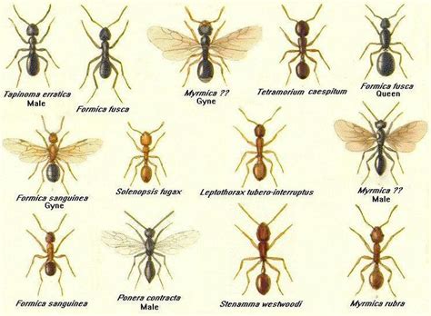 The Ants Underground Kingdom Best Special Ants
