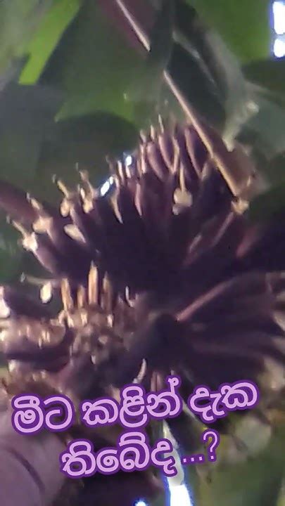 නැවුම් පලතුරු කන්න නම් පින කෙසේවෙතත් වවන්න ඕනෑ ️ ️ ️ Youtube