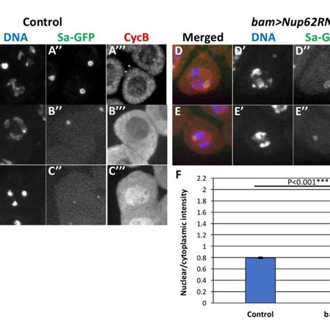 Nuclear Export And Import Of Protein Substrates Nuclear Export Left