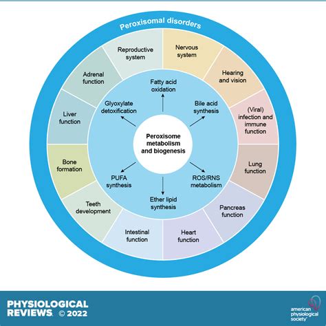 Peroxisome Diagram