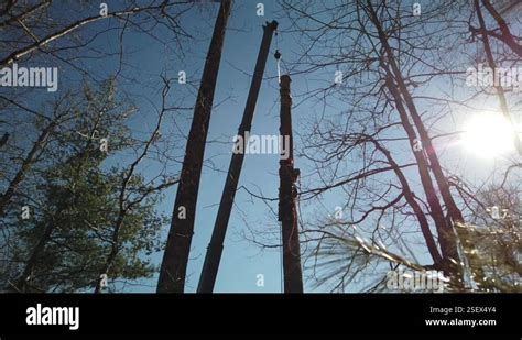 Man In Tree Tops Cutting Down Trees Using A Crane To Carry Off Tree