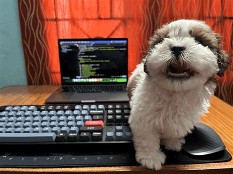 chiranjeevi tirunagari on linkedin hiring programming setup