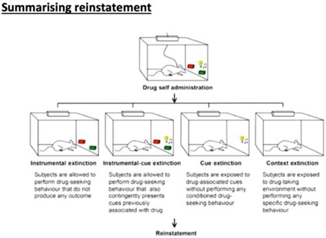 Week 5 Lecture Extinction Operant And Cc Flashcards Quizlet
