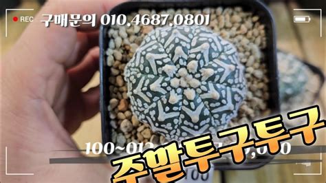 브이투구 귀갑투구 오이보 미라클 단자네오 귀갑난봉옥 백조돌기난봉옥 스타셰이프 리자드스킨 리자드스킨몬스터 Youtube