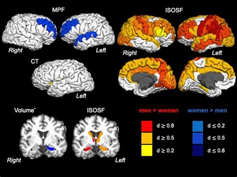 Displays The Effects Of Sex On Cortical Thickness Ct Subcortical