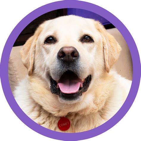 Introduction Comet Components