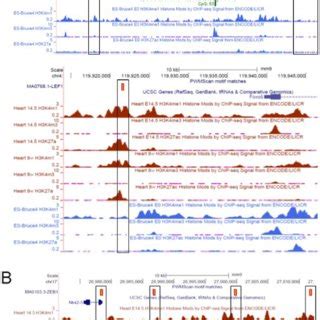 UCSC Browser Screenshots Of Genes Regulated By Sex Biased Transcription Download Scientific