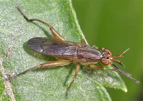 Sepedon But Which Species Sepedon Bugguide Net