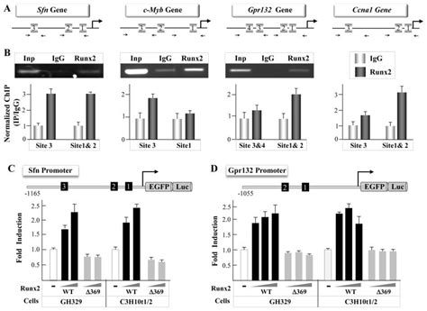 Runx2 Regulates Endochondral Ossification Through Control Of