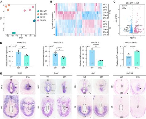 Trophoblastic Signals Facilitate Endometrial Interferon Response And