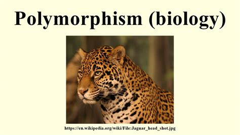 Polymorphism Biology Youtube