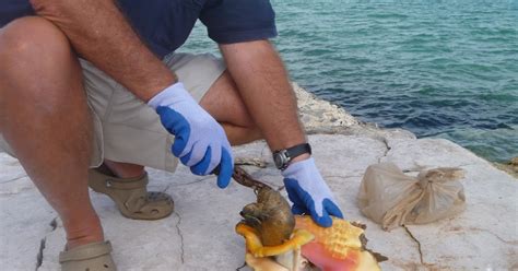 Cleaning Conch Shells Bit Lo
