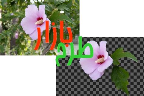 این طرح شامل تصویر یک گل ختمی صورتی بسیار زیبا است در این طرح تصویر