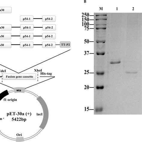 Construction And Expression Of Recombinant Fusion Proteins A All Five Download Scientific
