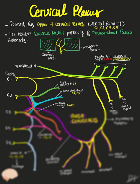 Solution Cervical Plexus Anatomy Studypool