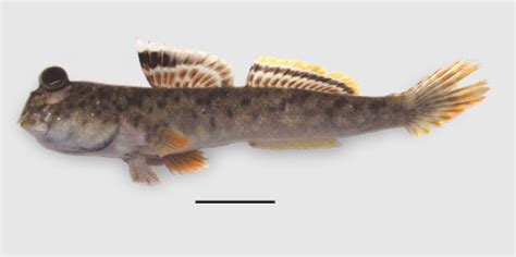 The Mudskipper Periophthalmus Variabilis