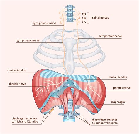Respiratory System Diaphragm Function