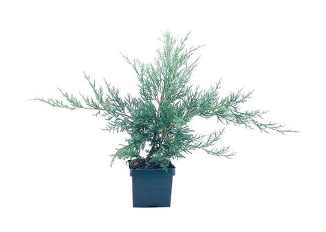 Juniper Angelica Blue 1 Live 4 Inch Pot Juniperus Chinensis