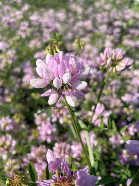 Crown Vetch Securigera Varia Naturescape Wildflower Farm