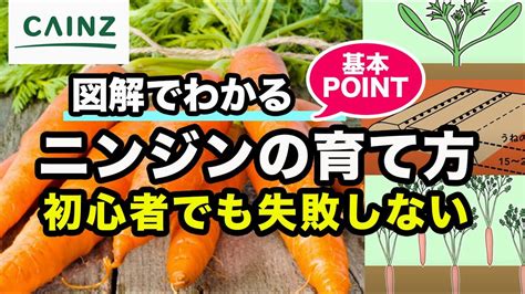 ニンジンの育て方人参の栽培方法基本ポイントカインズ野菜栽培 YouTube