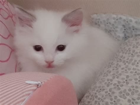 재미있는 문인화 이야기 소나무와 동백