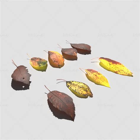 Dry Cherry Leaves 3d Model Pack