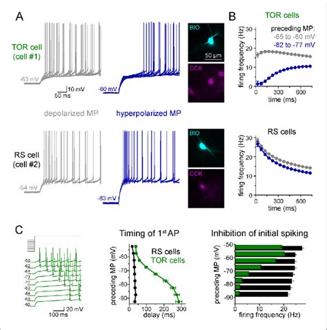 Two Distinct Firing Patterns Within Ca3 Cck Cells A Firing Download Scientific Diagram