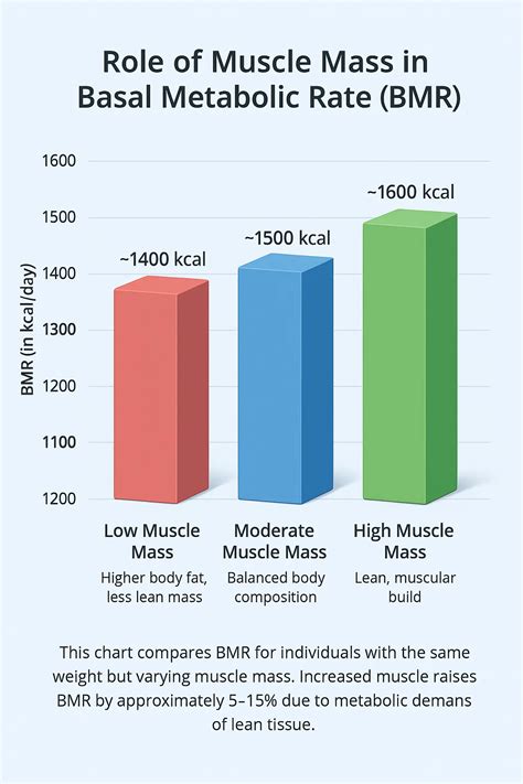 Bmr Calculator Basal Metabolic Rate