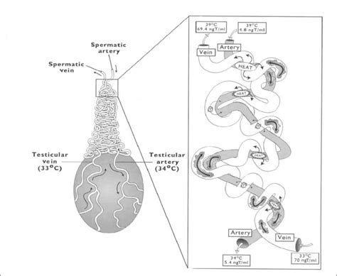 Pampiniform Plexus