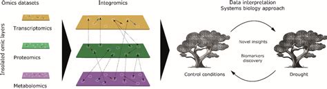 Systems Biology Data Interpretation Approach In Holm Oak Integration Download Scientific