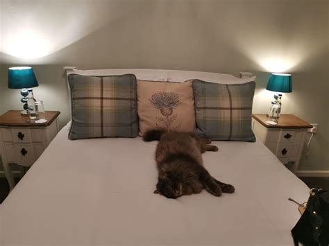 Just Checked Into My Hotel Room And Found An Intruder On My Bed Best