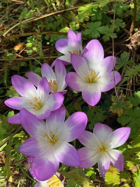 Colchicum Autumnale Uk