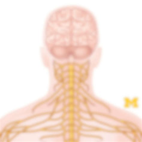 Best Neuroscience Courses And Certificates [2025] Coursera Learn Online