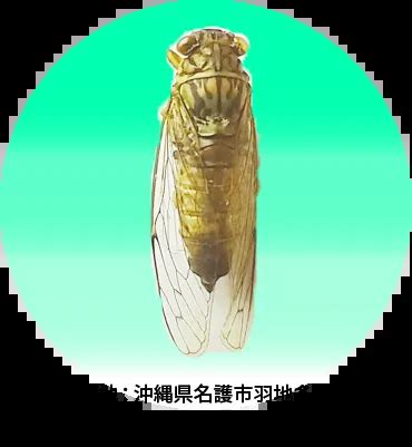 鶴枝ヒメハルゼミ発生地とヒメハルゼミ チコリーの多菜畑農園