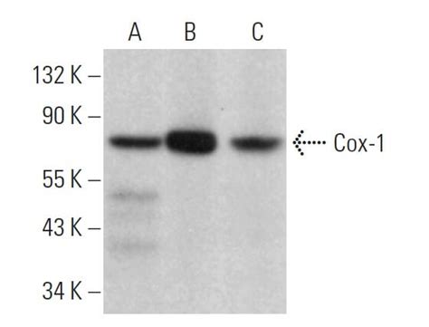 Anti Cox 1 Antibody 11 Scbt Santa Cruz Biotechnology