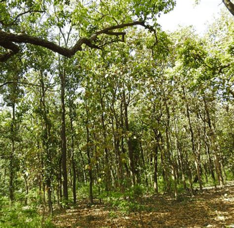 Plant Sal Trees Greenverz